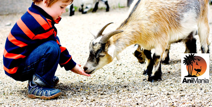 Your children at Animania Petting Zoo | Cobone