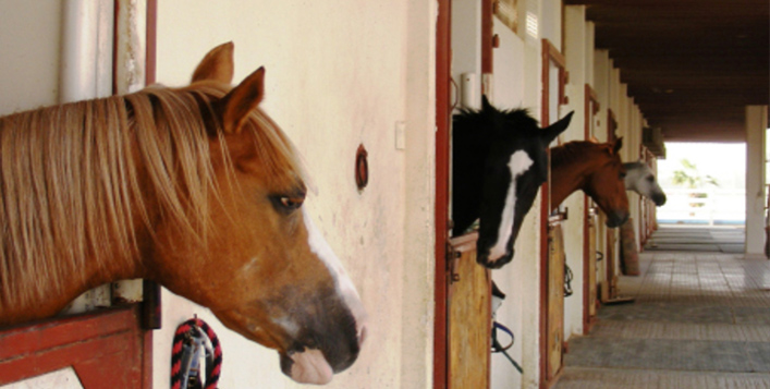 Sahbaa Equestrian Academy Trainings From SAR 80 | Cobone Offers