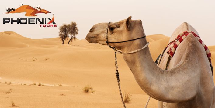 Christmas & New Year Desert Safari by Phoenix Tours LLC From AED 24 ...