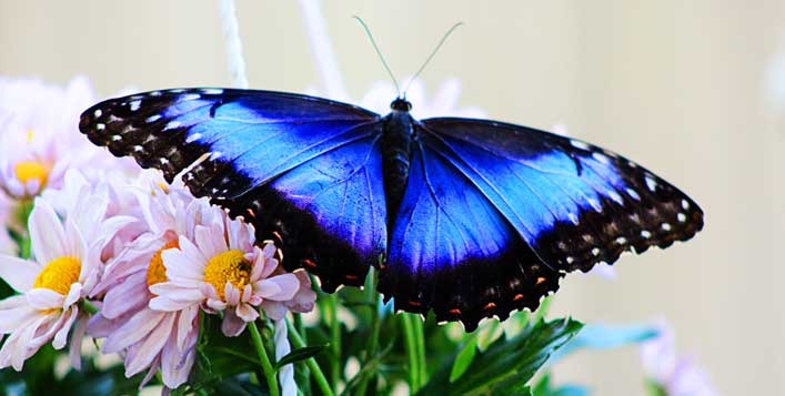 Dubai Butterfly Garden Entry Tickets | Cobone Offers