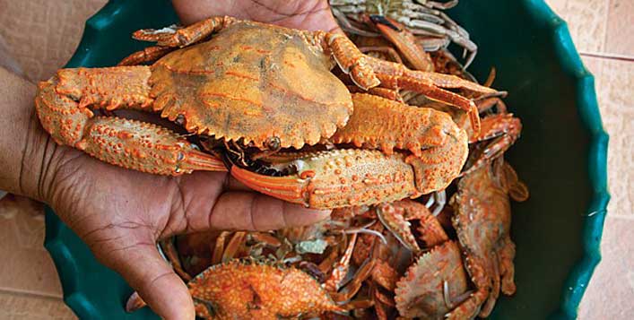 Crab Hunting Packages @Flamingo Beach Resort | Cobone Offers