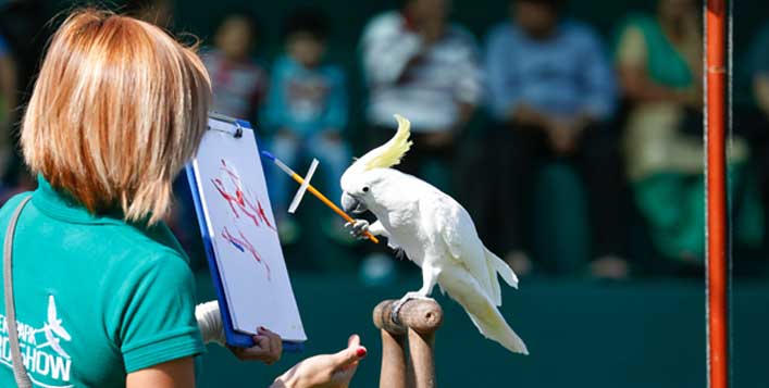 Dubai Dolphinarium Exotic Bird Show Tickets | Cobone Offers