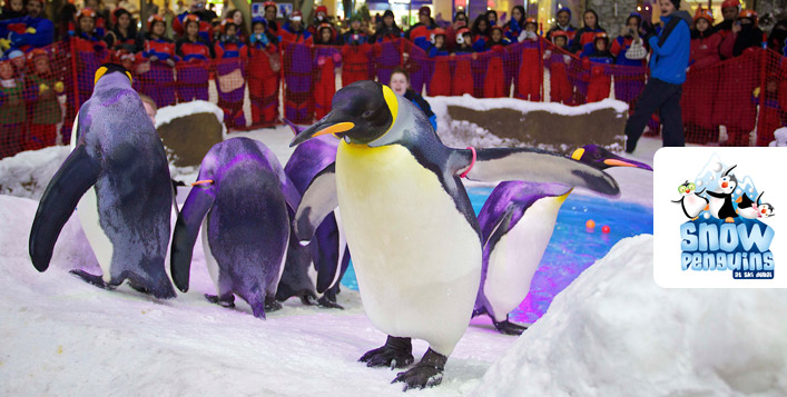 Meet the Penguins Up Close at Ski Dubai | Cobone Offers
